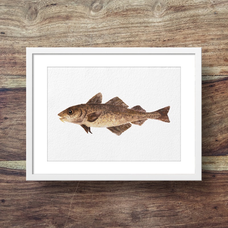Murray Cod Art - Etsy Australia