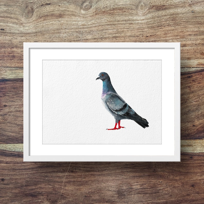 Duif (Postduif, Wilde duif, Tuinvogel, duivenkunst, duivenprint) - Etsy ...