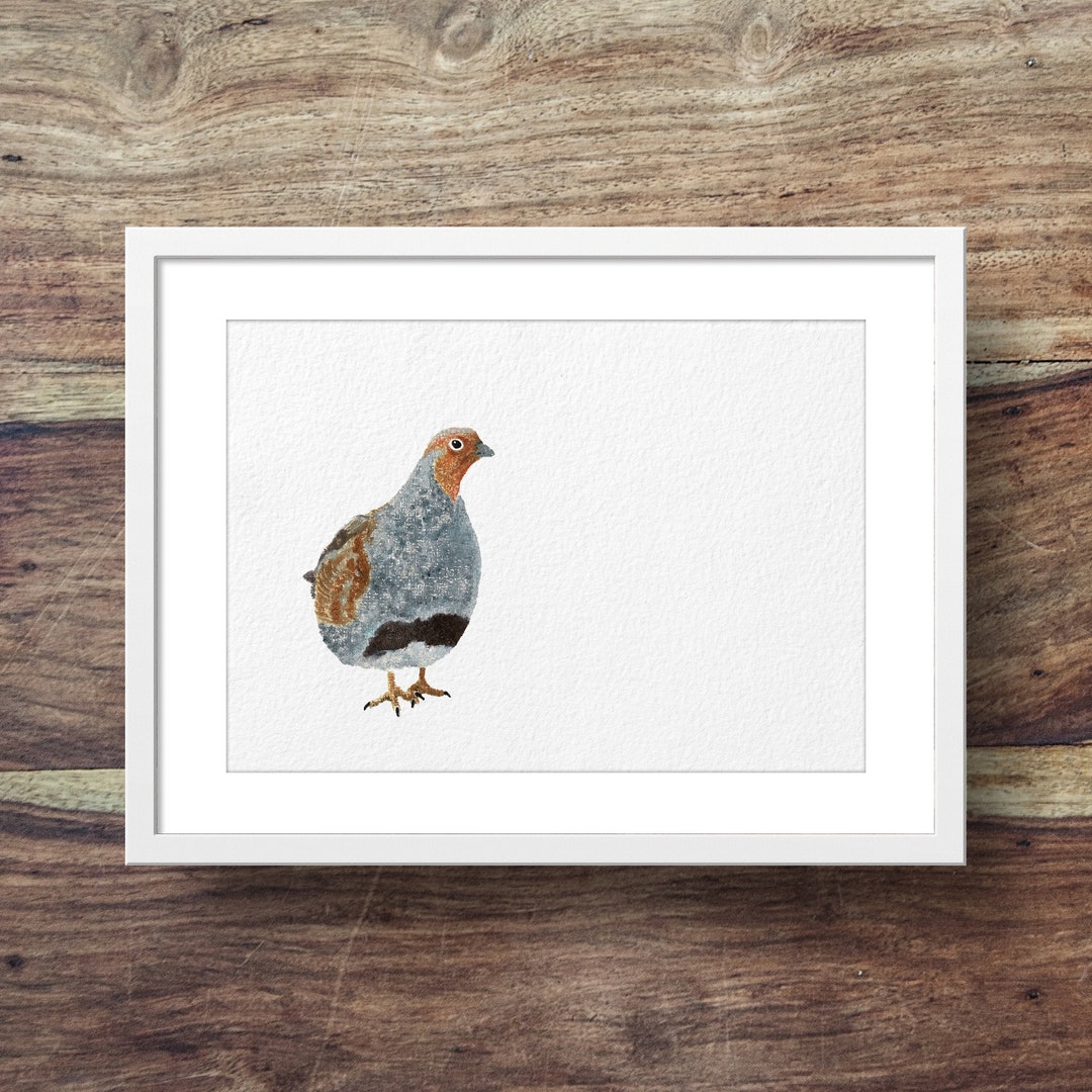 Grey Partridge game Birds, British Birds, Grey Partridge Art - Etsy