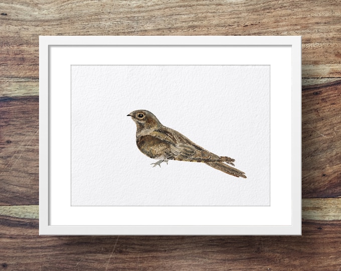 Nightjar Watercolour A5 Original Painting - Etsy