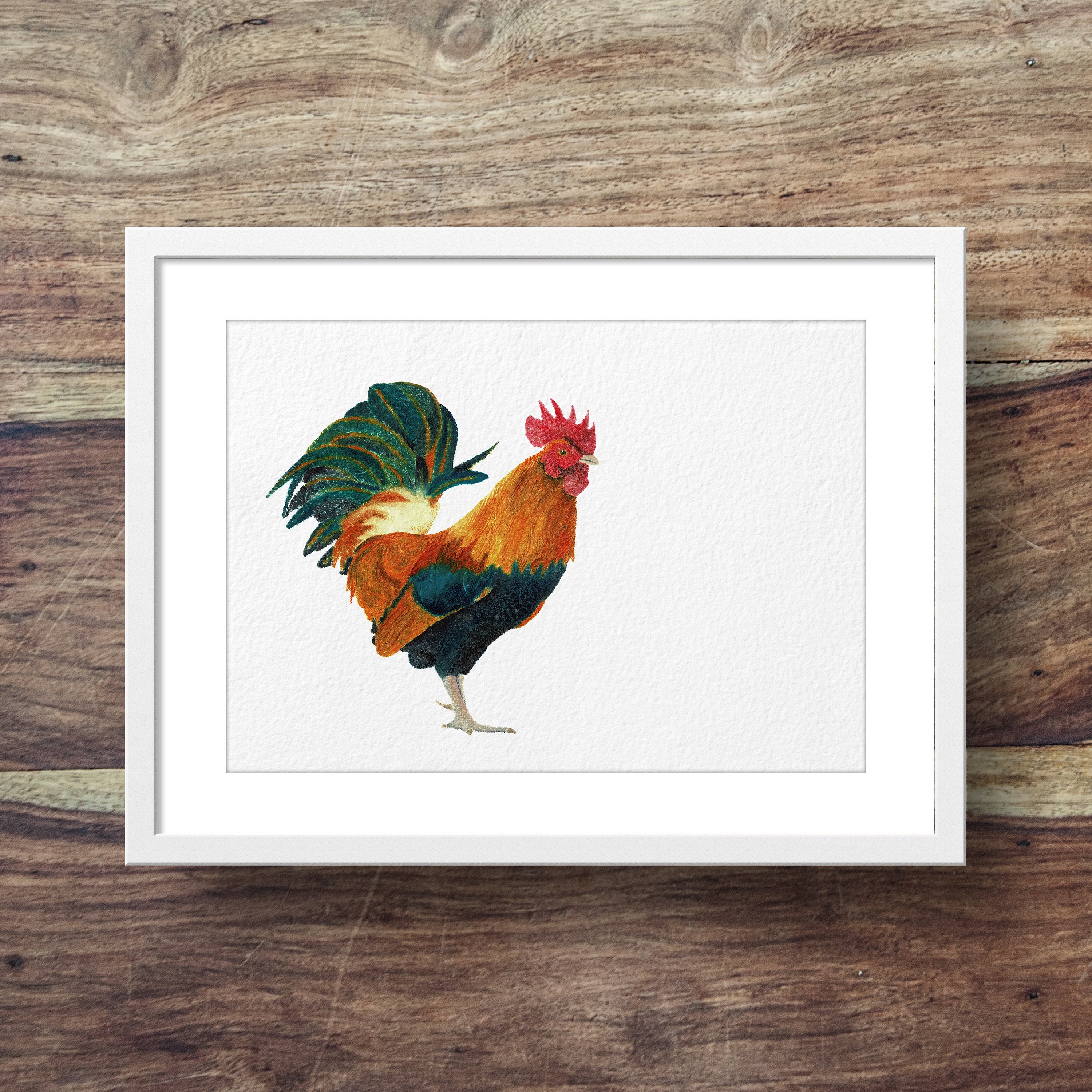 Gallic Rooster Drawing