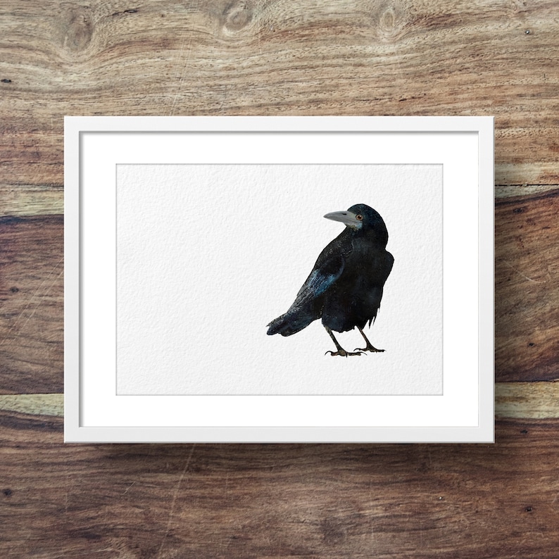 Rook (garden Birds, Bristish Bird Art, Corvid, Crow Art, Rook Print) - Etsy