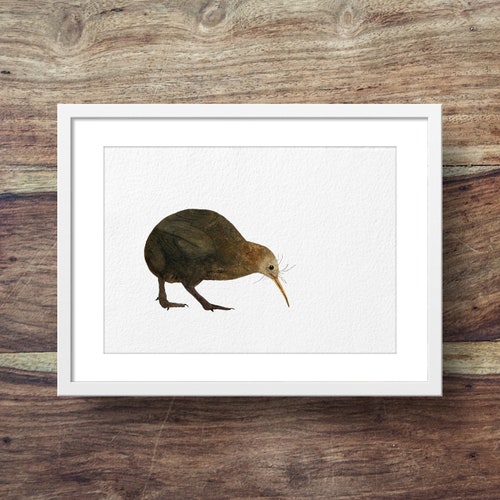 Kiwi Print Kiwi Illustration Kiwi Art New Zealand Kiwi - Etsy