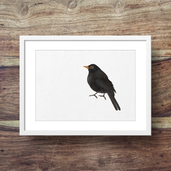 Blackbird Print - Etsy Australia