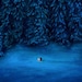 Frosted Forest 5x7in or 8x10in Print, Illustration, Winter, Christmas ...