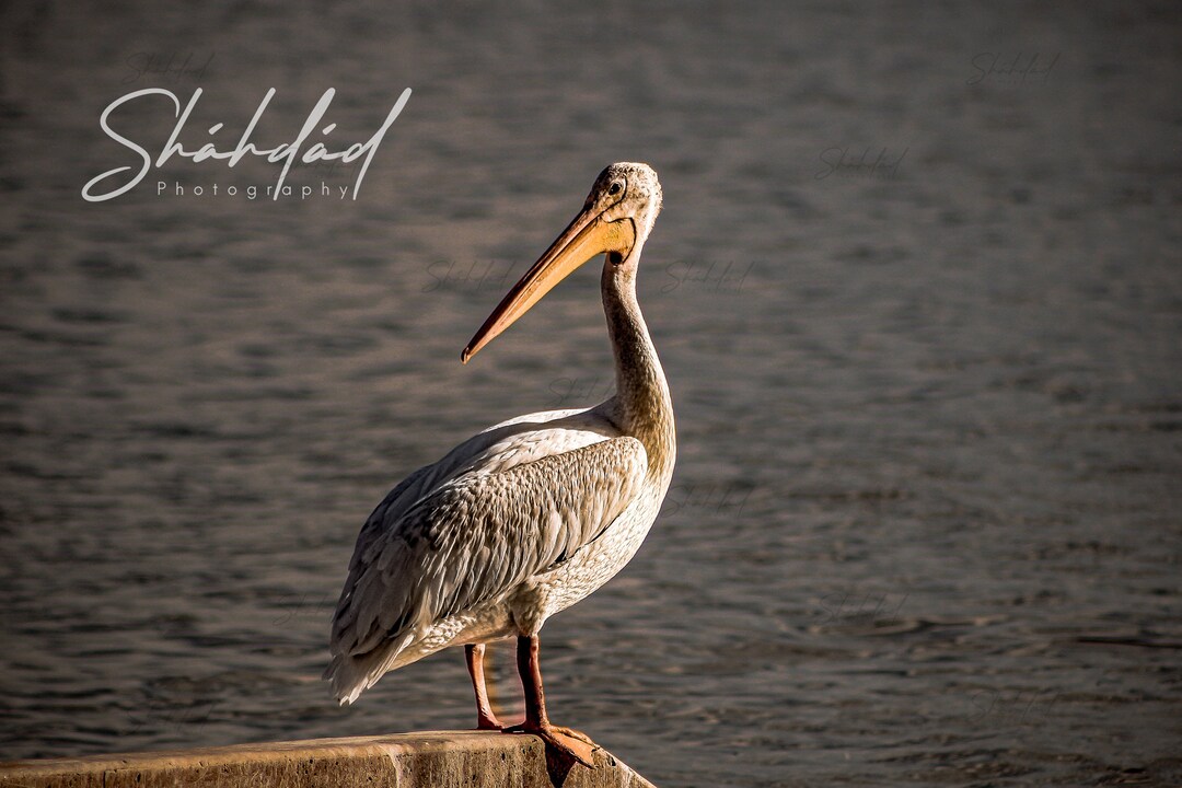Pelican 1 Digital Download - Etsy