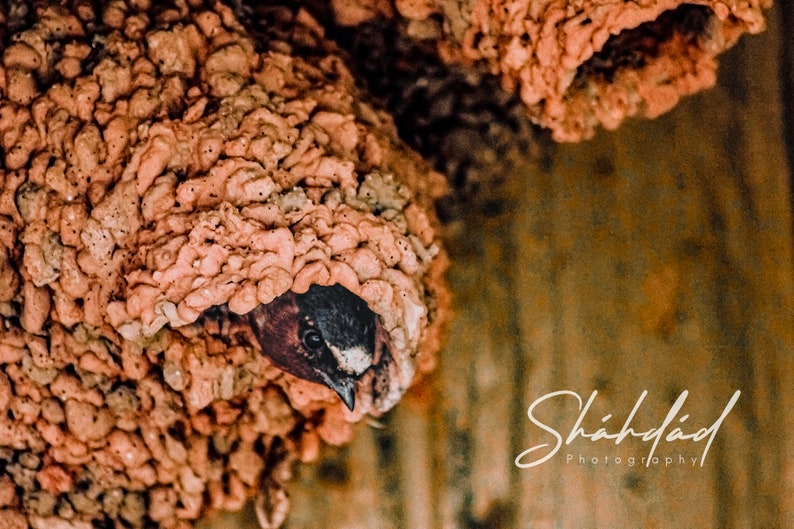 Wildlife Bird Series Multiple Selections - Etsy