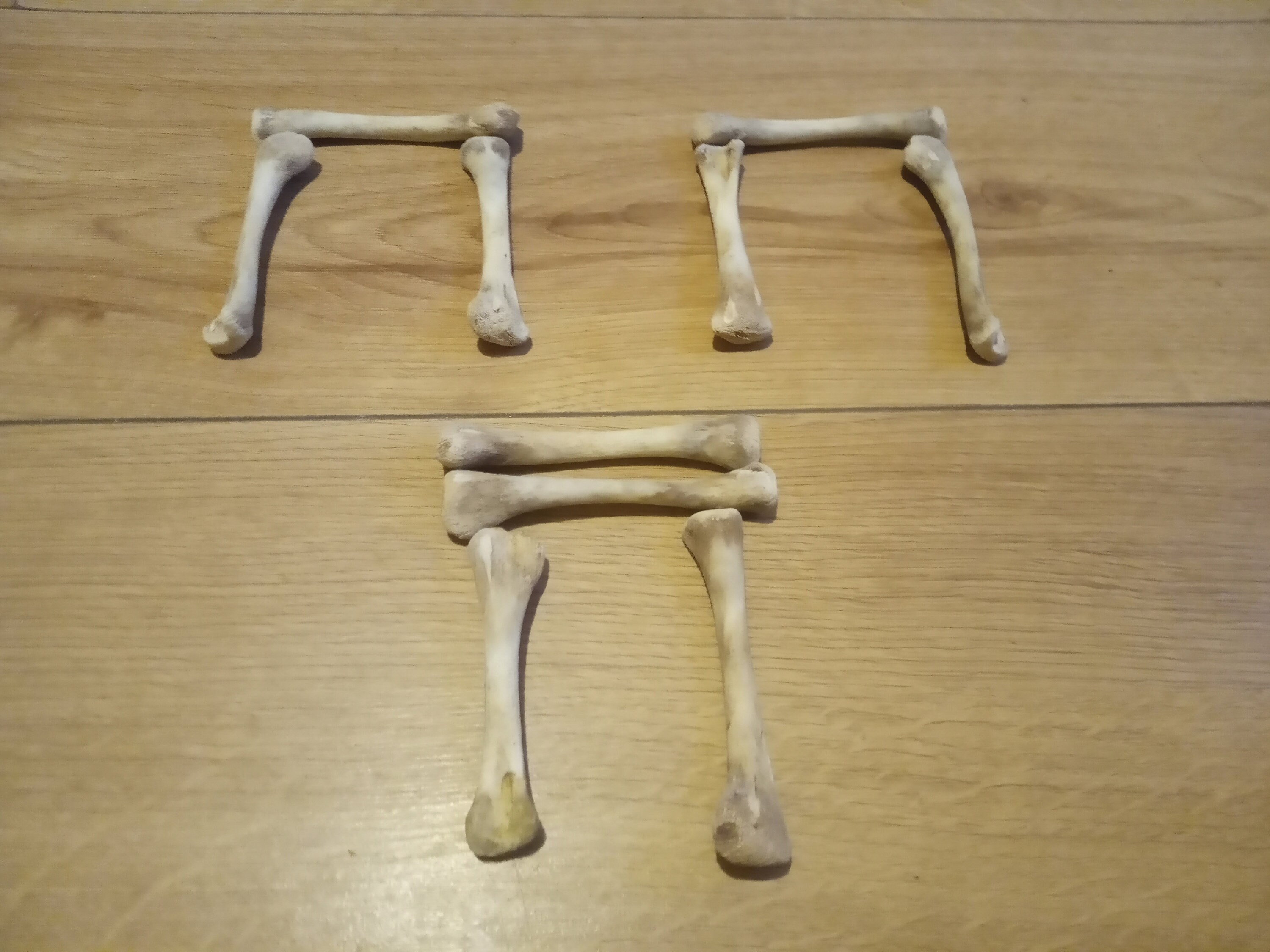 Chicken Bone Throwing Oracle Set N09 Hoodoo Voodoo Bones - Etsy Australia