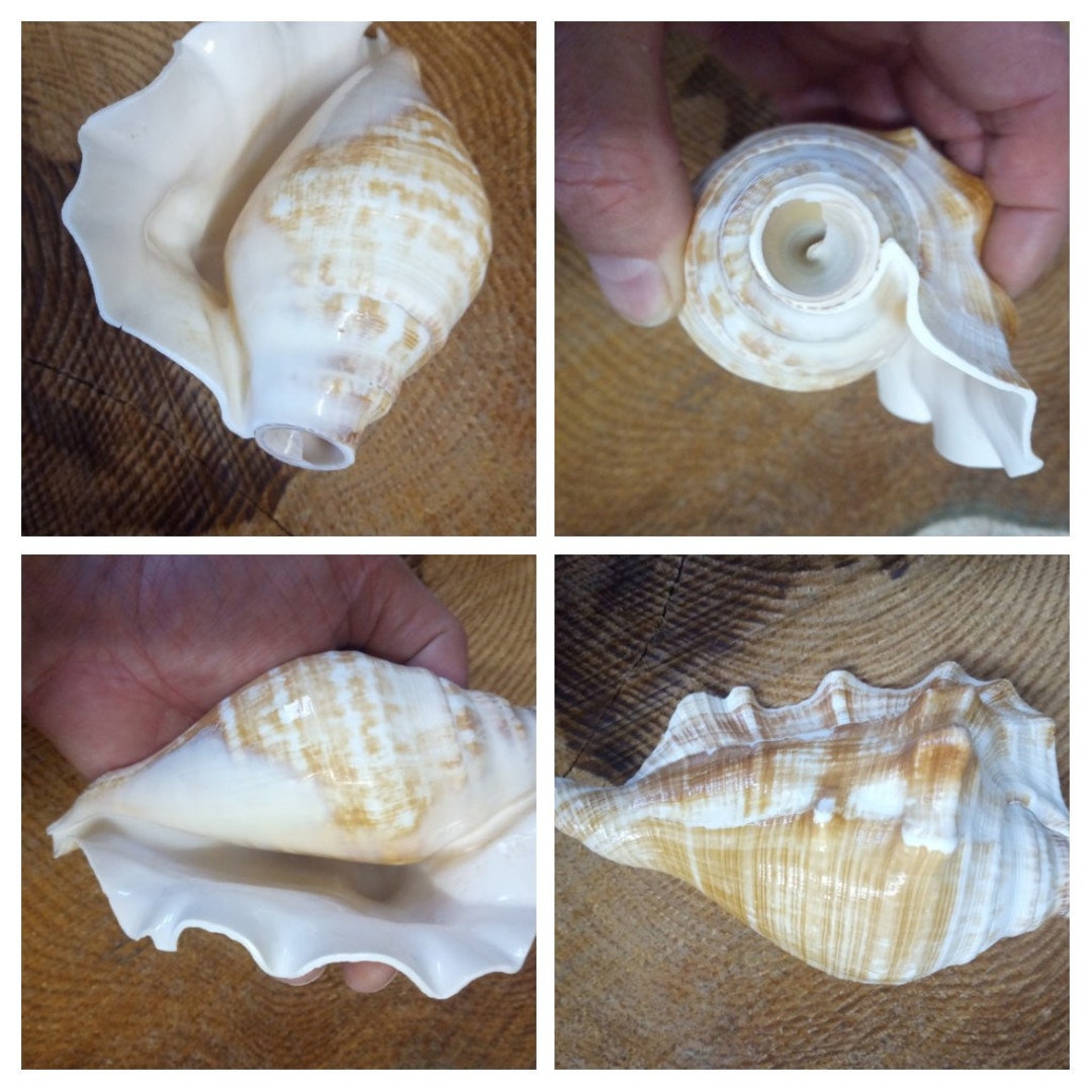 Large Conch Horn Blowhorn Trumpet Shell Ceremony Spirit - Etsy