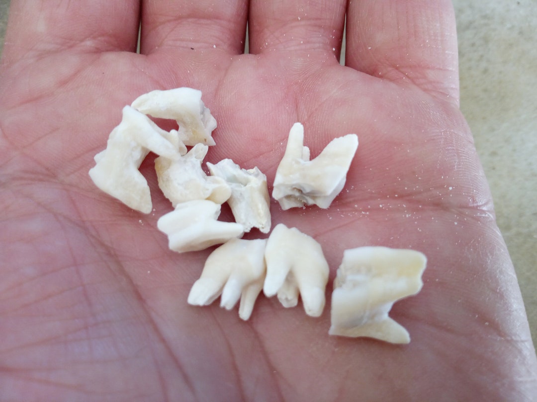 Deer Teeth Witch Shaman Druid Pagan Wiccan Witchcraft - Etsy