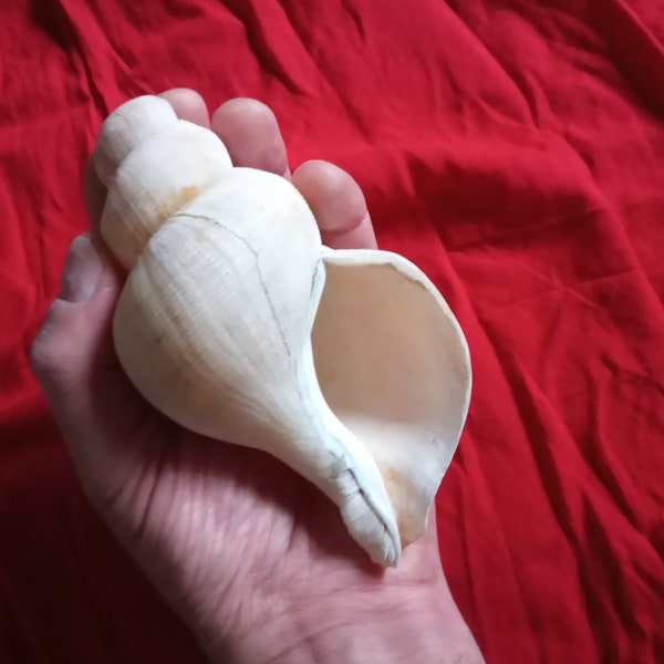 Conch Shell Horn - Etsy