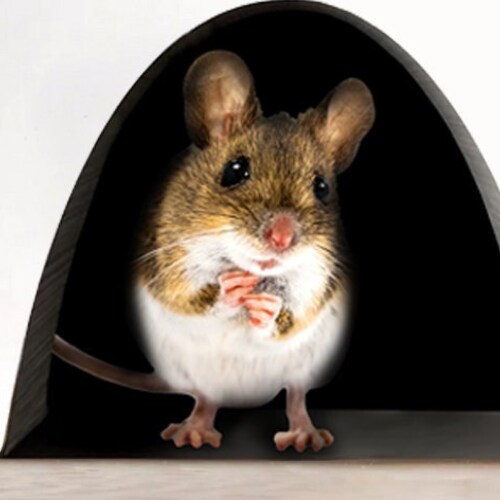 Realistic 3D Mouse Wall Sticker - Etsy