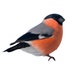Robin Decal Bird Sticker Robin Sticker Bird Wall Decal for Nursery for ...