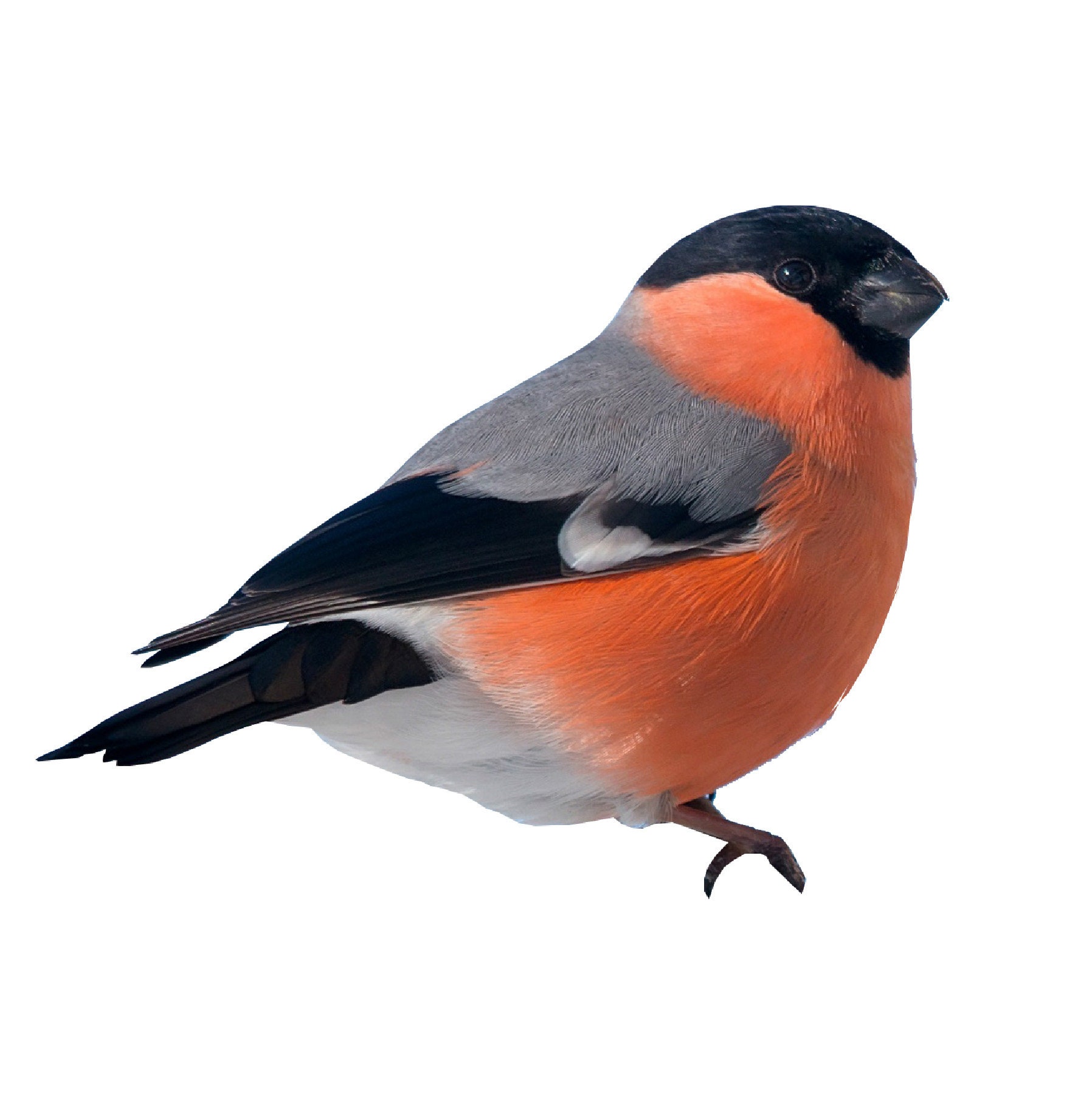 Robin Decal Bird Sticker Robin Sticker Bird Wall Decal for - Etsy