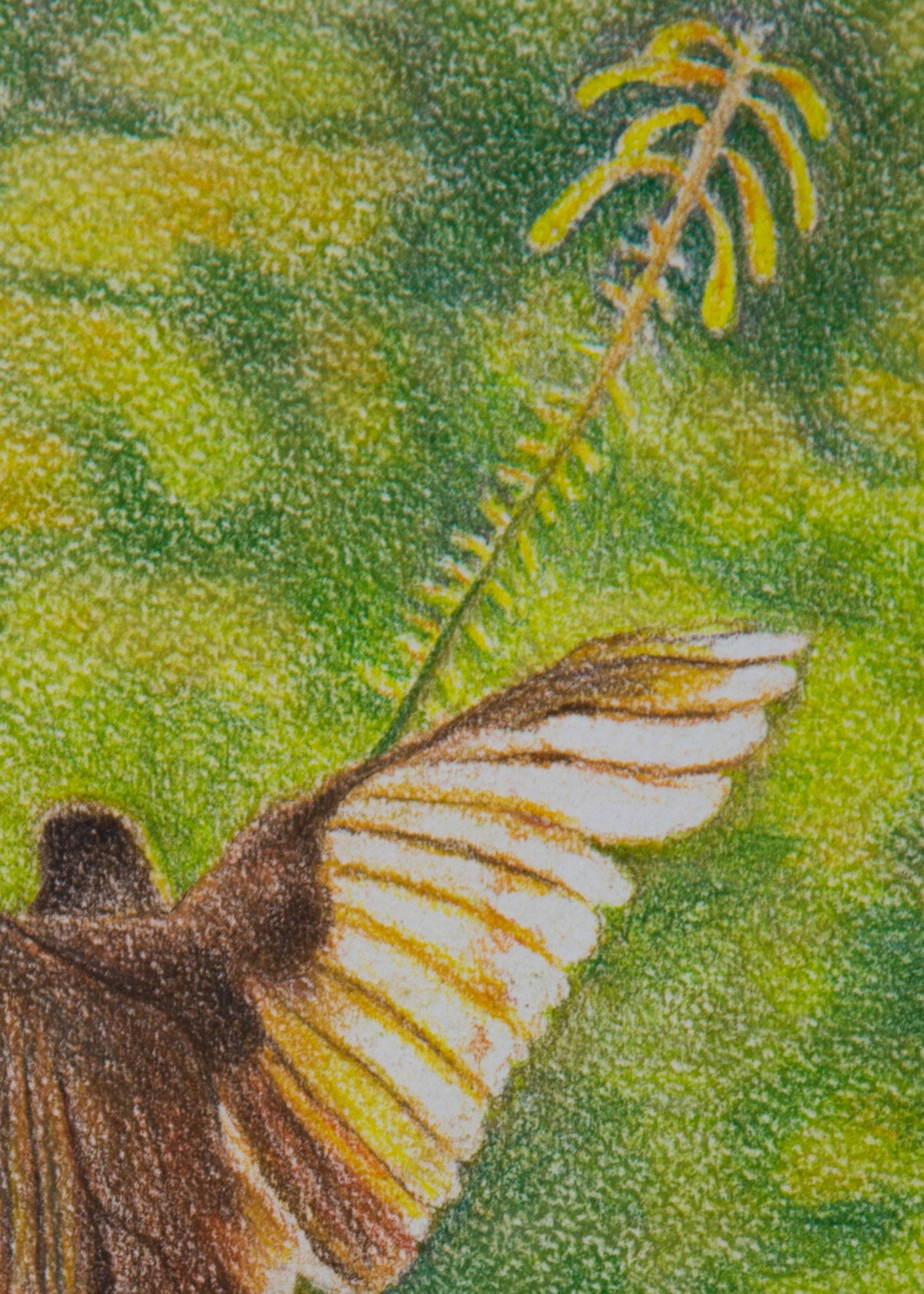 Original Bird Paintings, Bird With Wings Spread, African Bird Life ...