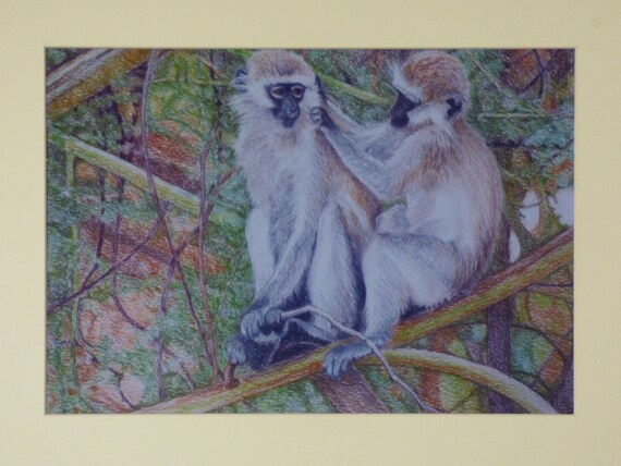 African Monkeys In Tree