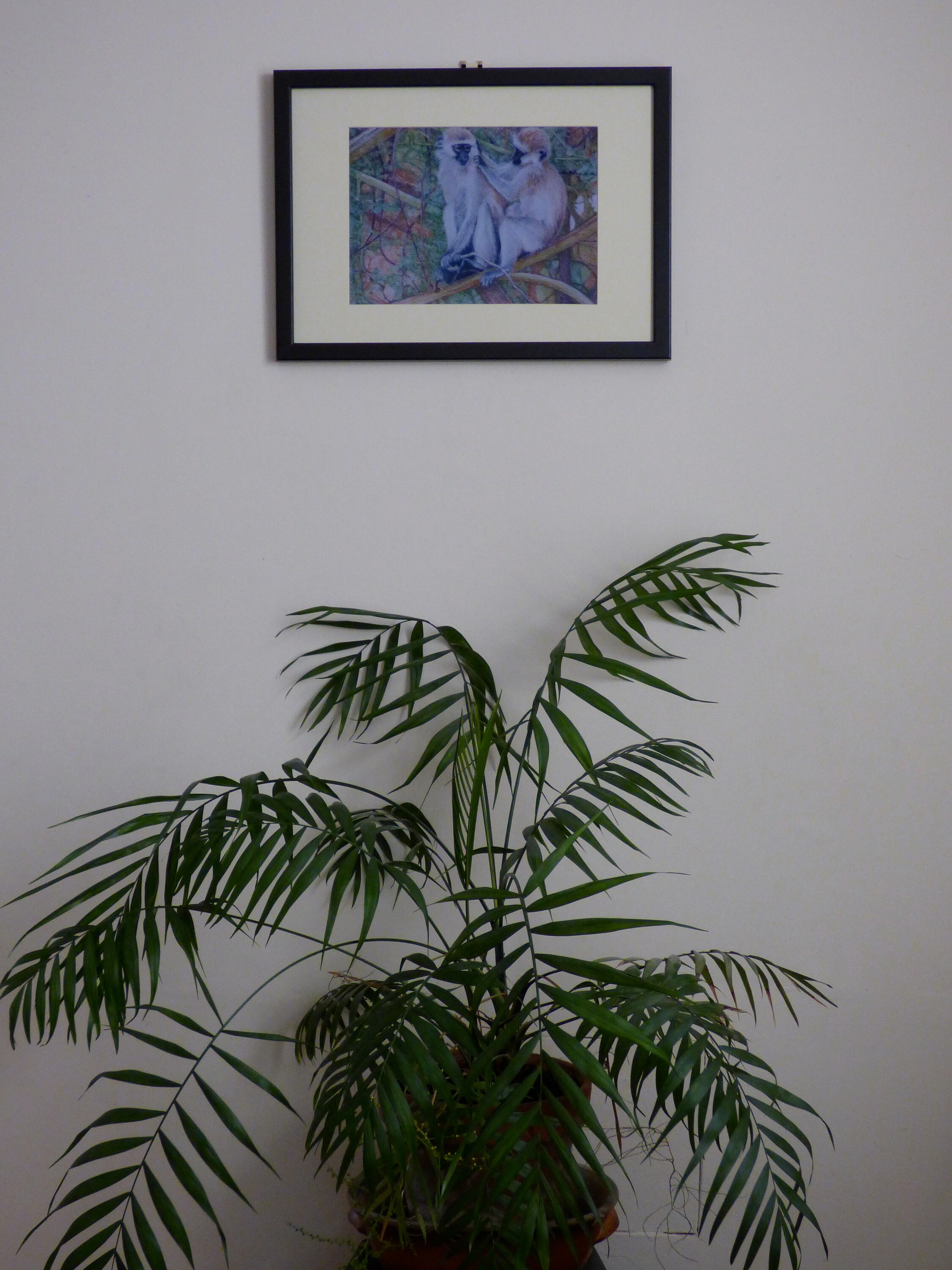 Monkey Art Print Vervet Monkeys on Branch Monkey Wall Art - Etsy