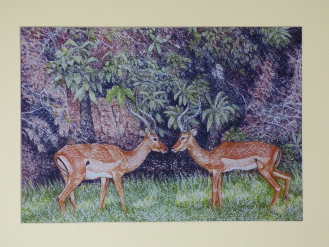 Male Impalas and Tropical Jungle, Horned Antelope Prints, African ...