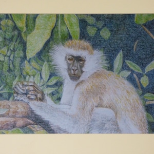 Vervet Monkey Art Print, Wildlife Art, Jungle Animals, Framed Prints ...