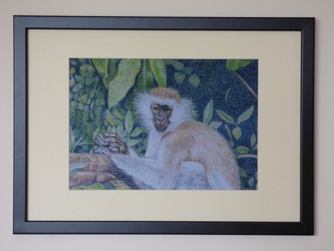 Vervet Monkey Art Print, Wildlife Art, Jungle Animals, Framed Prints ...