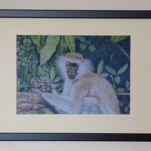 Vervet Monkey Art Print, Wildlife Art, Jungle Animals, Framed Prints ...