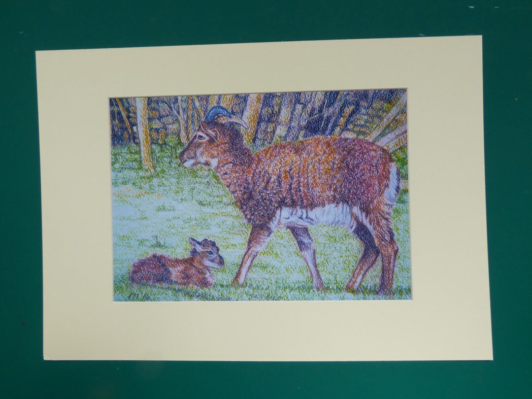 Sheep Prints, Farm Animal Prints, Lamb Print, Countryside Art Prints ...