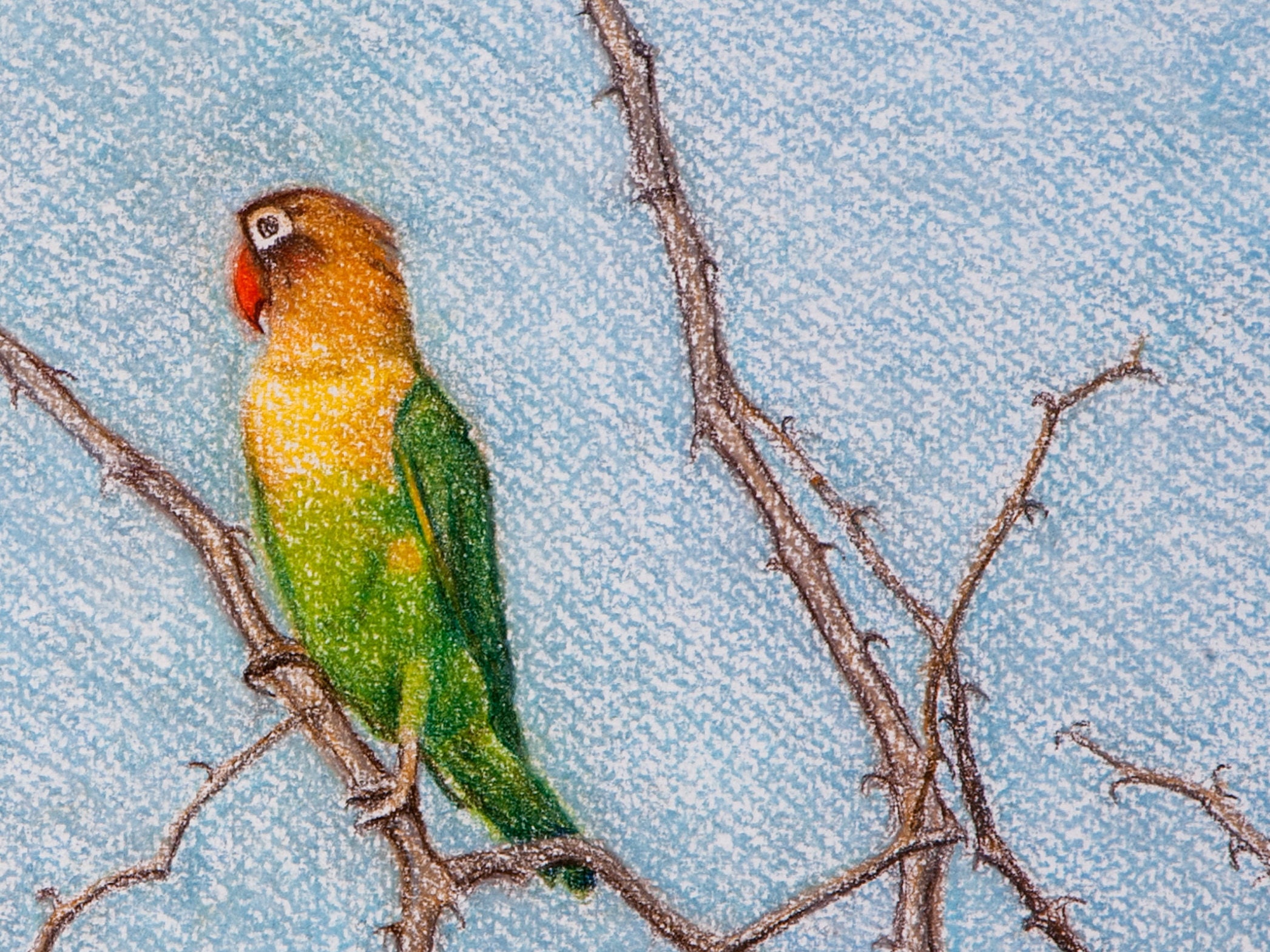 Tropical Bird Art, African Lovebird on Thorn Bush, Small Parrot Art ...
