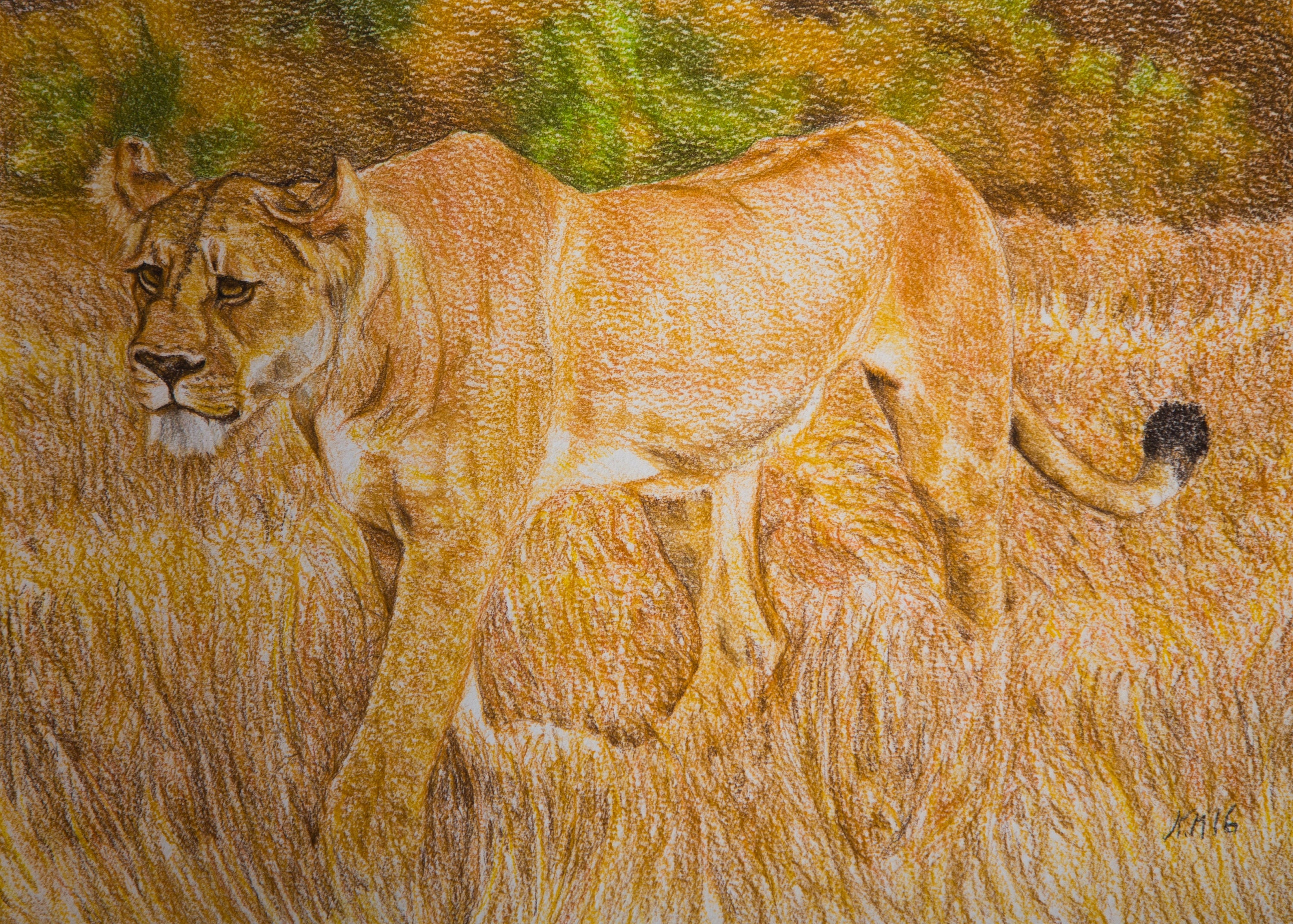Unframed Art Print, Lioness on the Prowl, Lion Print, Big Cats, African ...