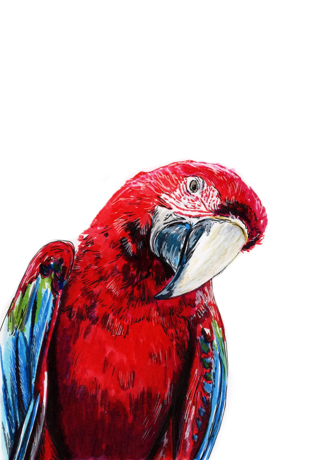 Red Macaw Parrot Bird Pen Drawing Art A5 Blank Greeting Card Tropical ...