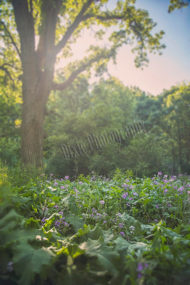 Woods and Flowers Backdrop - Etsy