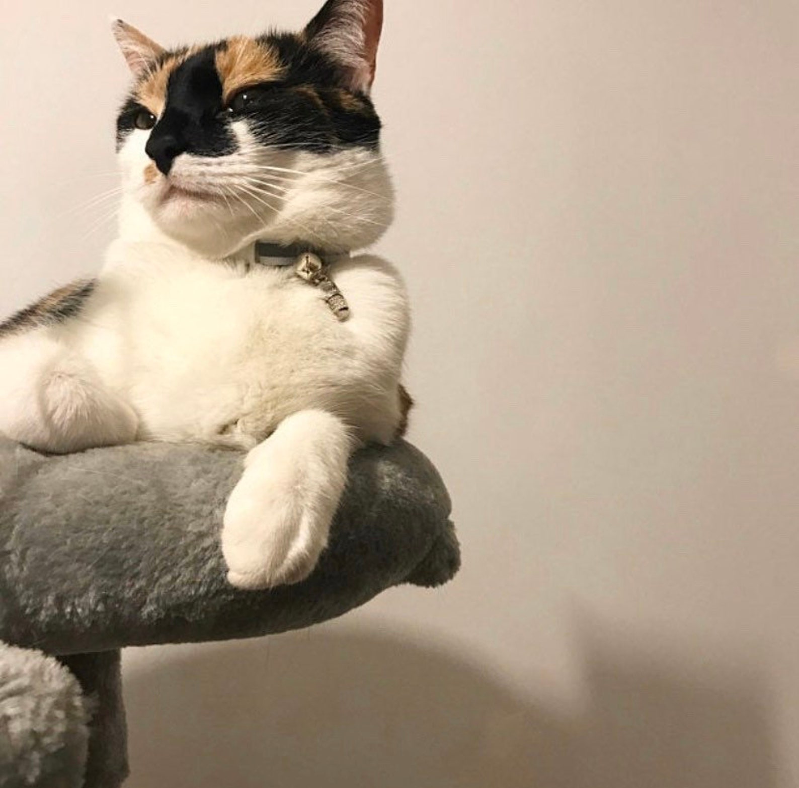 CAT COLLAR Kitten Collar Handmade Cat Collar Reflective | Etsy