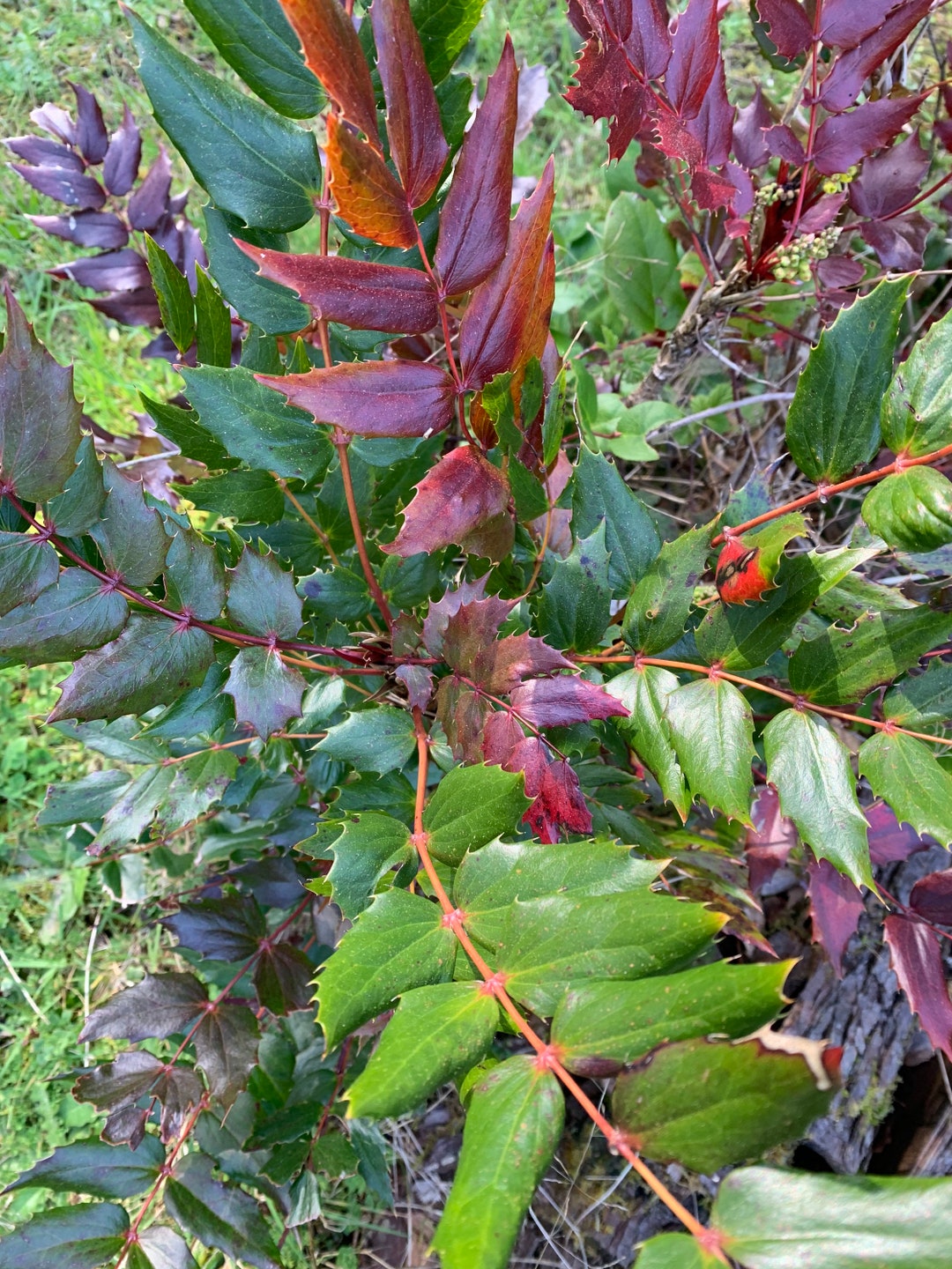 Cascade Oregon Grape Live Plant: Mahonia Nervosa, Pacific Northwest ...