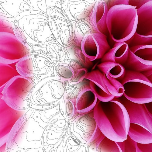 Printable Adult Color by Numbers Coloring Pages 8.5x11 - Etsy