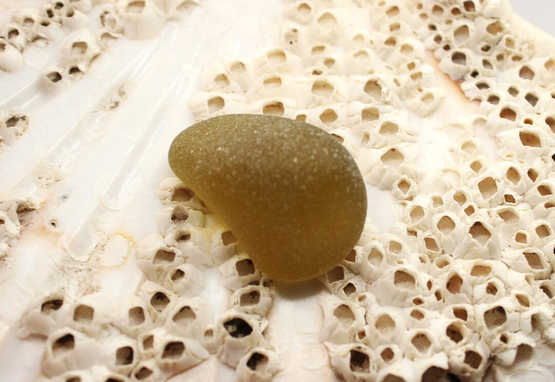 Dusky Yellow/amber Curved Scottish Sea Glass Piece jewellery Making ...