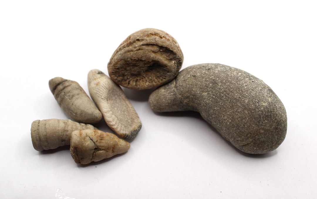 6 Scottish Solitary Horn Coral Fossils- Carboniferous Era, Over 3 ...