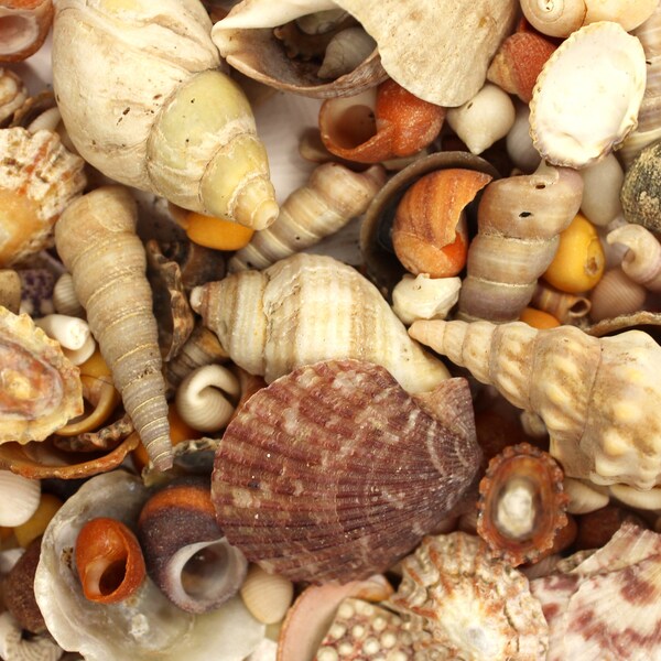 Mini Sea Shells - Etsy