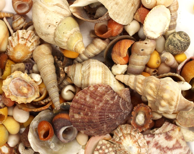 Teeny Weeny Scottish Sea Elements 100 G. Colourful Mixed Mini Shells ...