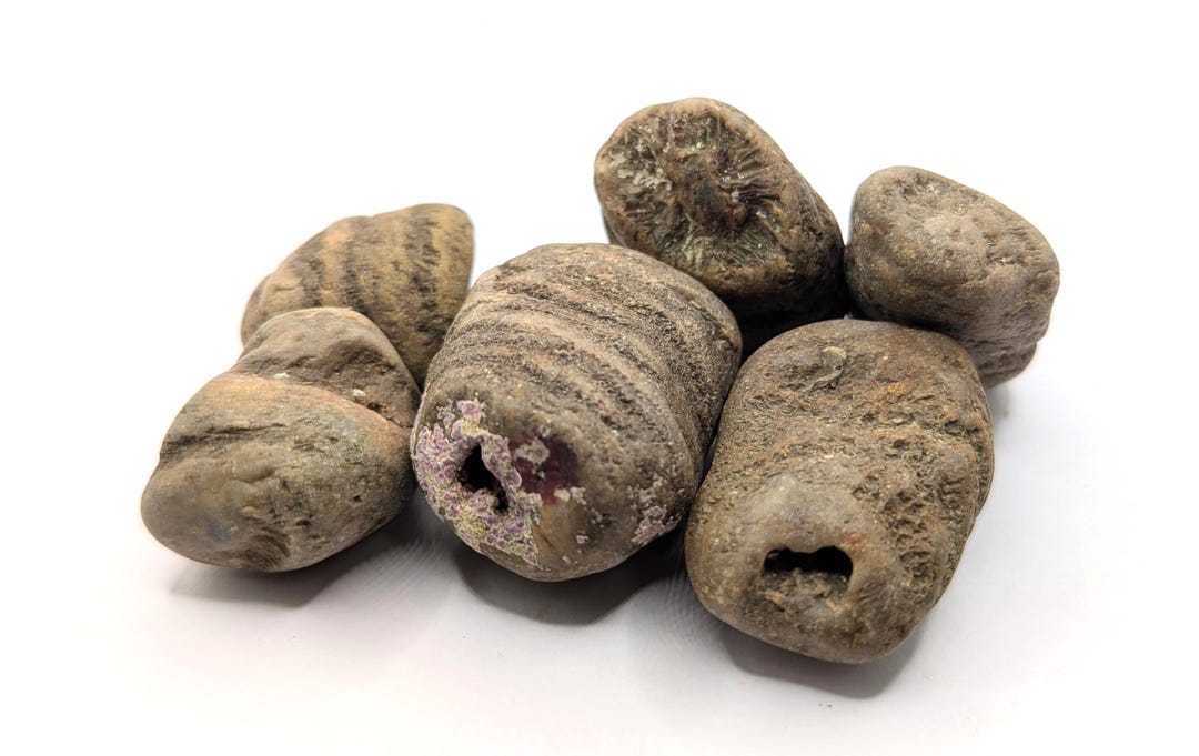 6 Mystery Scottish Sponge Stromatoporoid? or Large Solitary Rugose ...