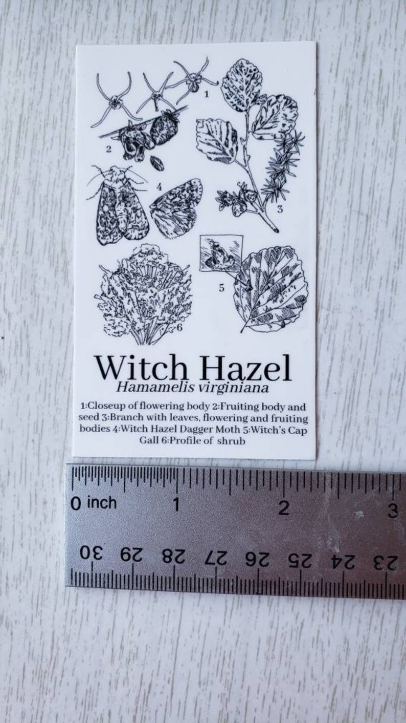 Witch Hazel Vinyl Waterproof Sticker - Etsy