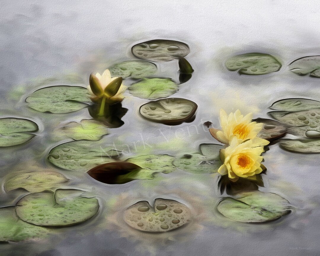 Lily Pads Print, Lily Pad Photograph, Water Lilies Print, Water Lilies ...
