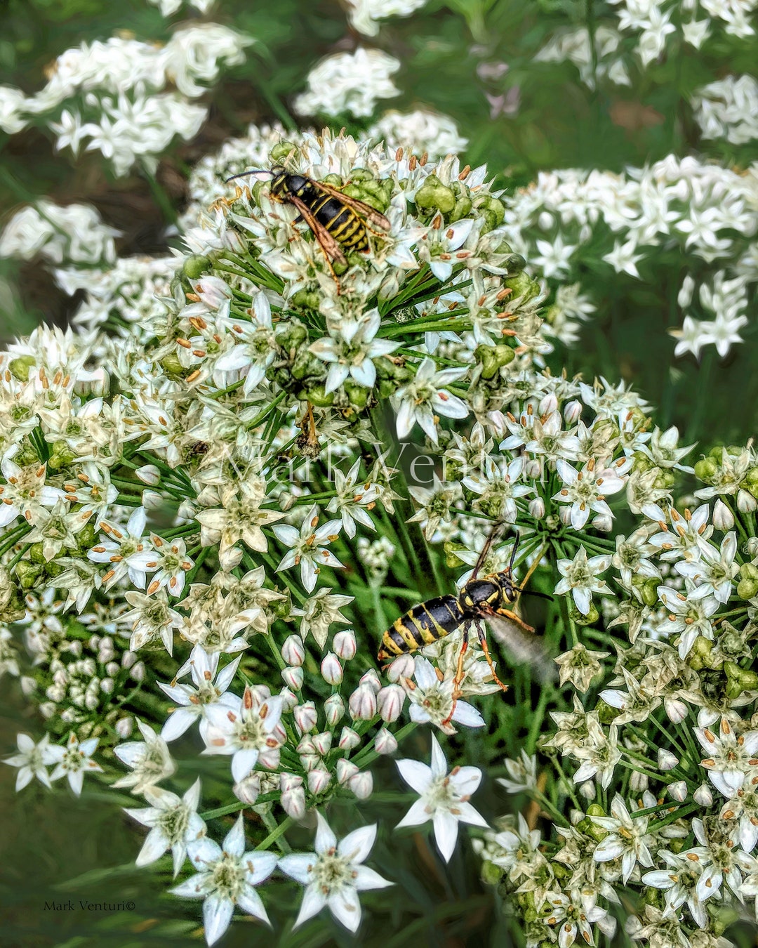 Yellowjacket, Yellowjackets, White Flowers Print, Fine Art Photography ...