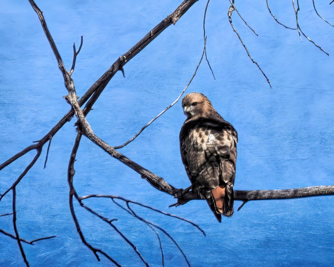 Harris Hawk Print, Hawk Fine Art Print, Fine Art Photography, Hawk Wall ...