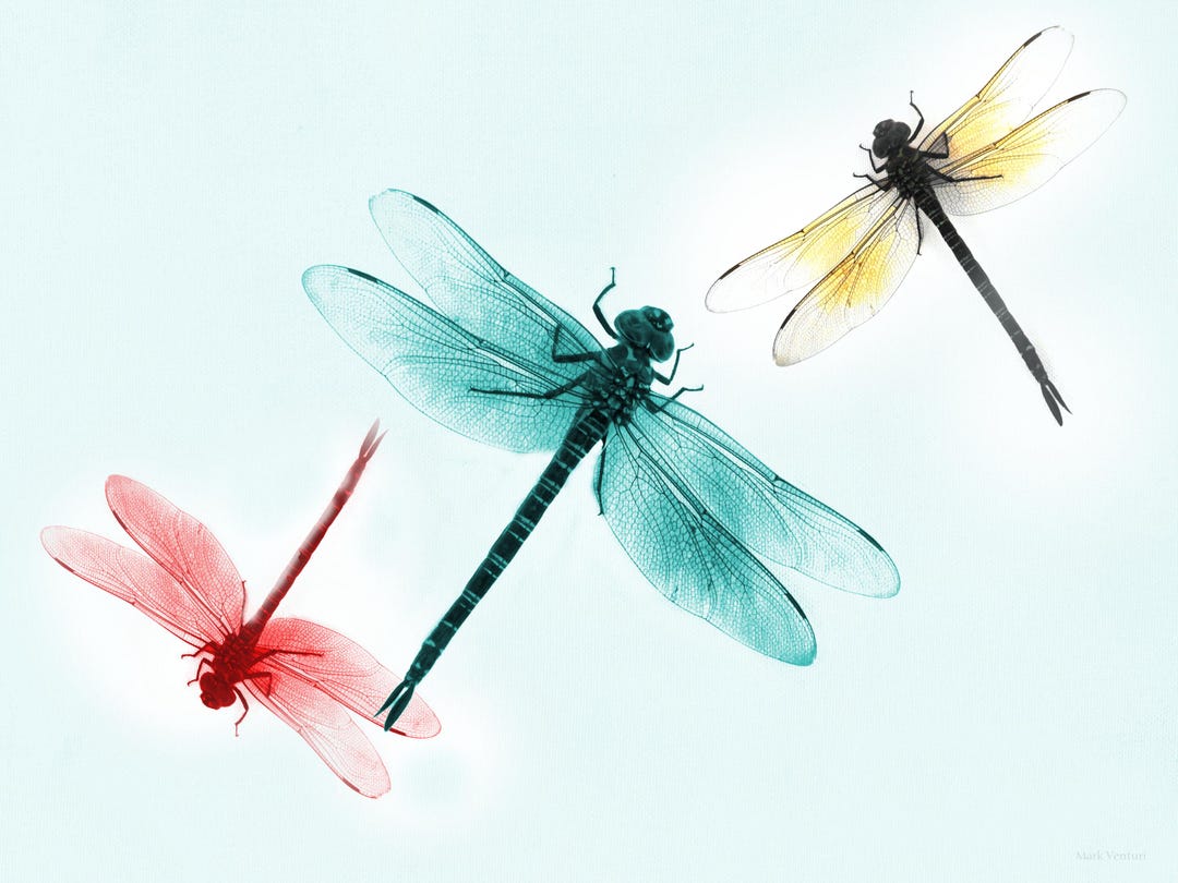 Dragonfly Print, Dragonfly Wall Art, Dragonfly Art, Dragonflies Print ...