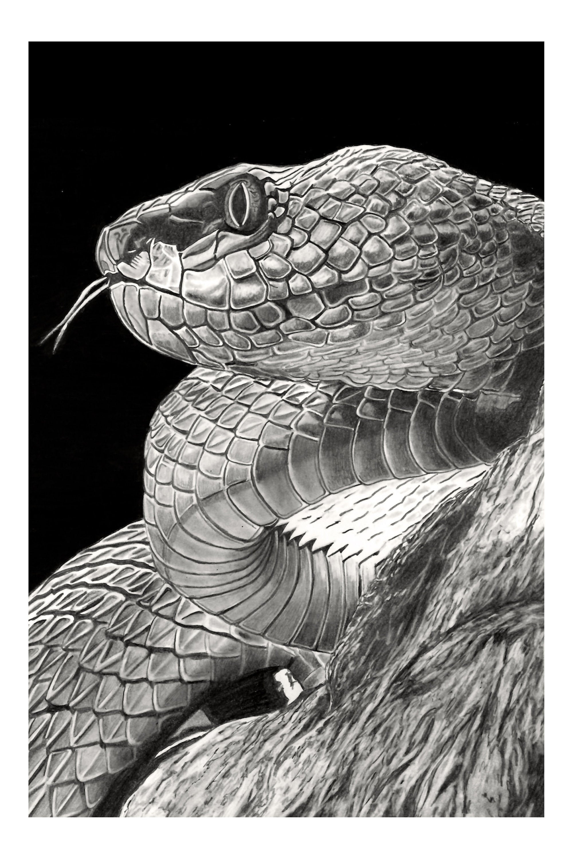 Realistic Snake Head Drawing