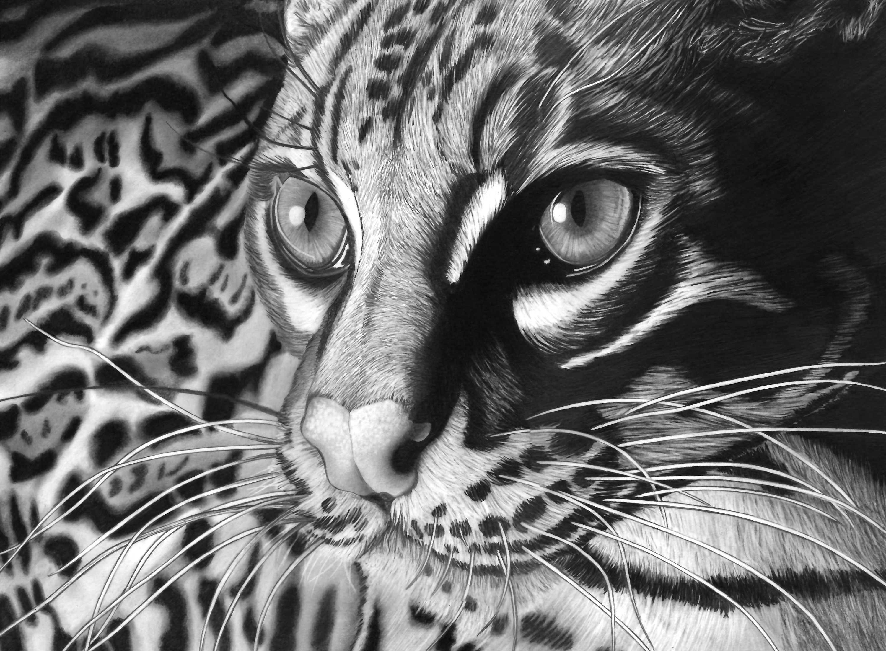 Ocelot - Etsy