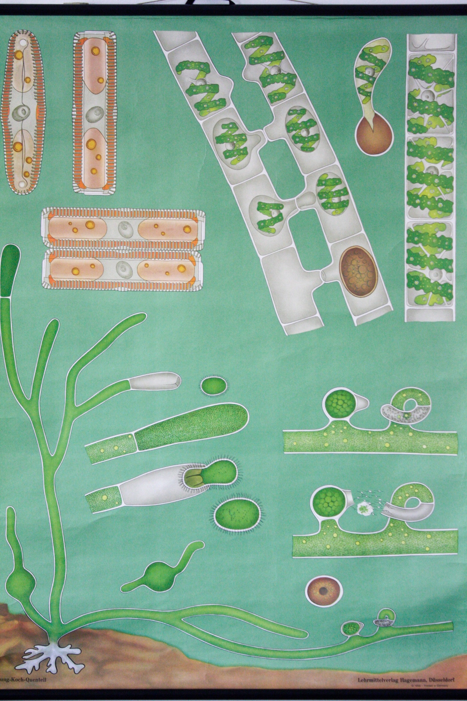 Mint Vintage Botanical Print Algae / Vintage Pull Down School | Etsy