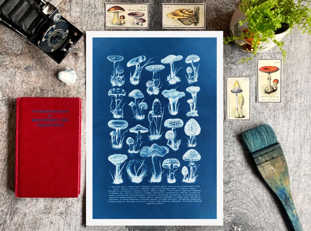 Mushroom Identification Chart Cyanotype Art Print, Vintage Natural ...