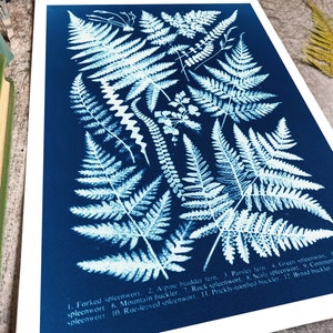 Botanical Fern Cyanotype Art Print, Vintage Style Natural History ...