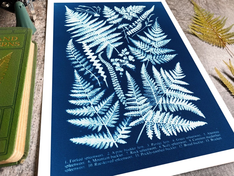 Botanical Fern Cyanotype Art Print, Vintage Style Natural History ...