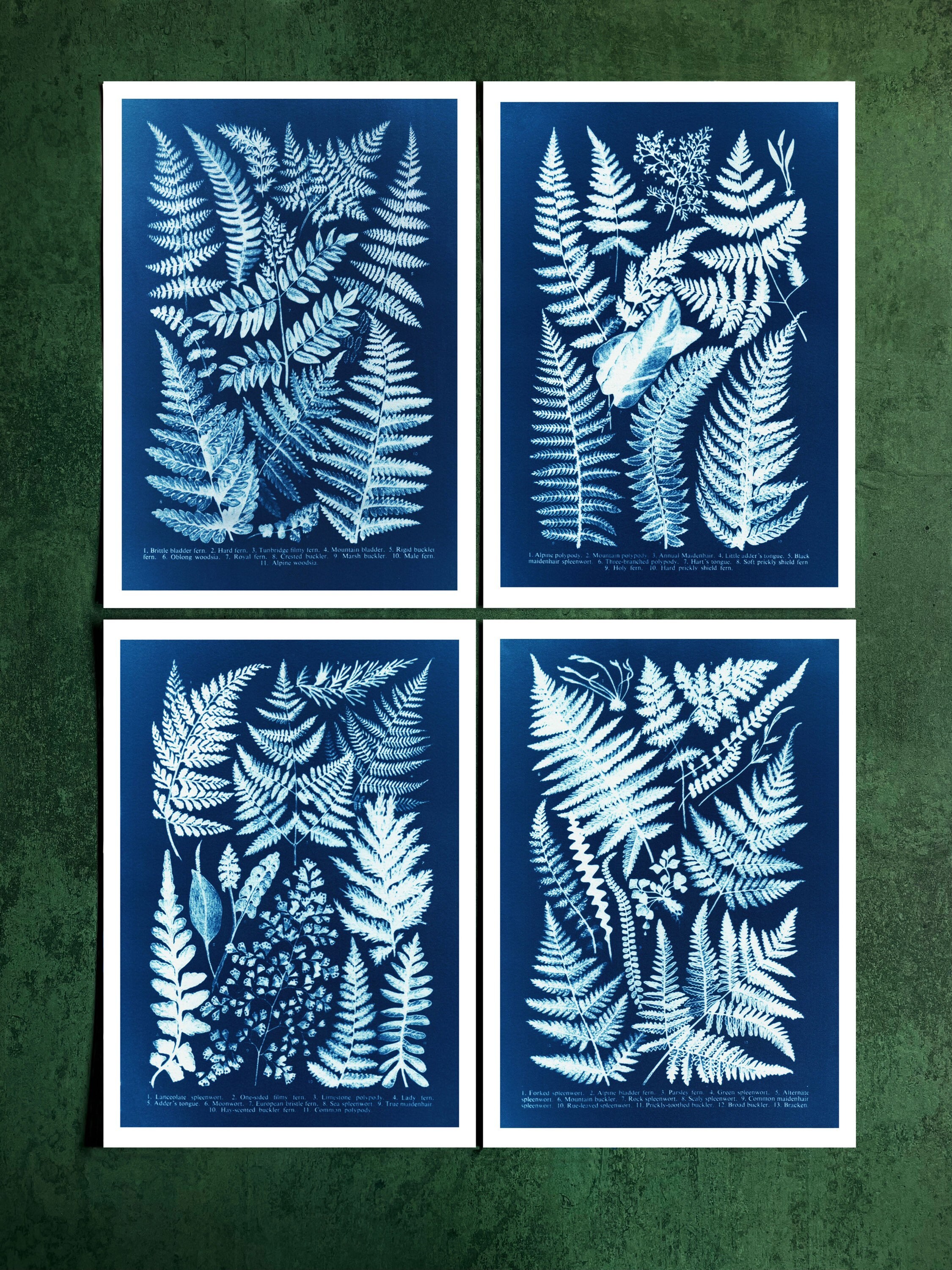 Botanical Fern Cyanotype Art Print, Vintage Natural History Plant Chart ...